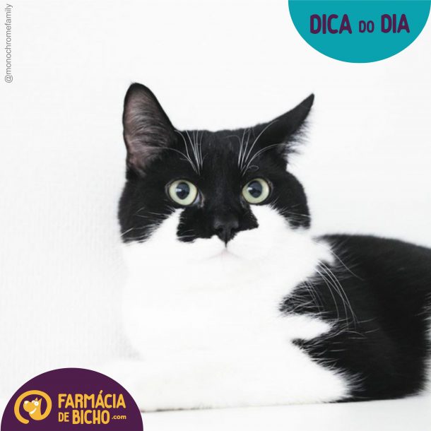 Escabiose Felina - Sarna Notoédrica | Blog da Farmácia de Bicho.com ...