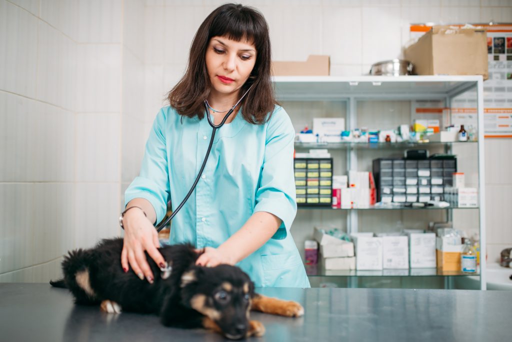 Veterinarian examining dog, veterinary clinic | Blog da Farmácia de ...